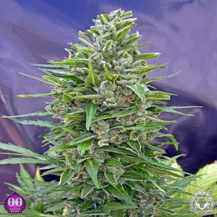 SeedSupreme | Weed Seeds | CBDNerds.com